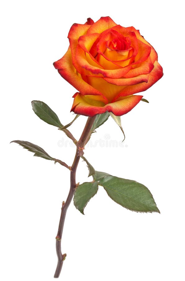 Rose seule photo stock. Image du nature, rouge, image - 45826386