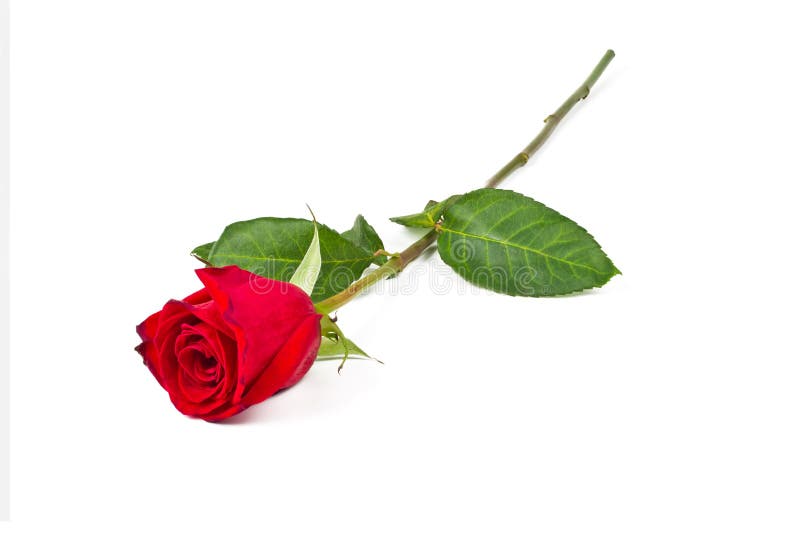 Rose seule photo stock. Image du fleur, vacances, image - 45826406