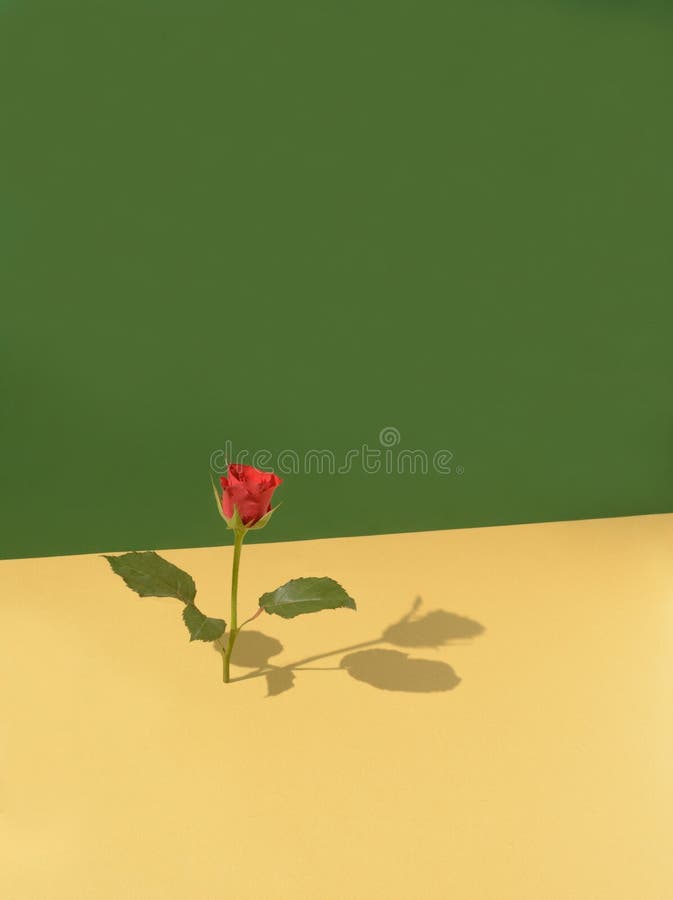A Rose with Shadow Standing Upright on a Vertical Background. Stock ...