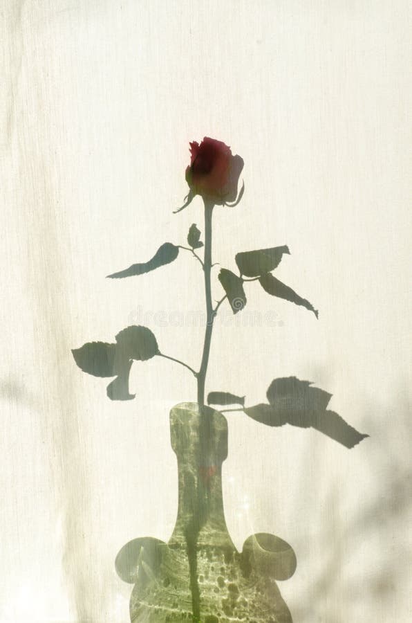 Rose Shadow on Textile Courtain Stock Photo - Image of translucent ...