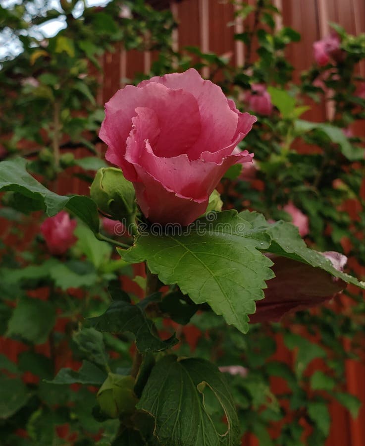 Rose of Sharon stock photo. Image of flower, leaf, plant - 197838022