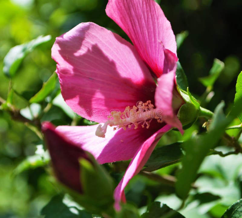Rose of Sharon Bud and Flower on the Bush Stock Photo - Image of macro ...