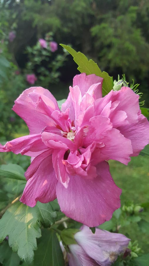 Pink Sharon stock photo. Image of summer, sharon, pink - 117656882