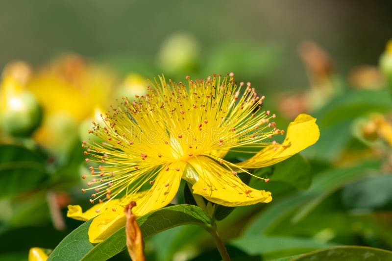 Rose of Sharon (hypericum Calycinum) Flower Stock Image - Image of ...