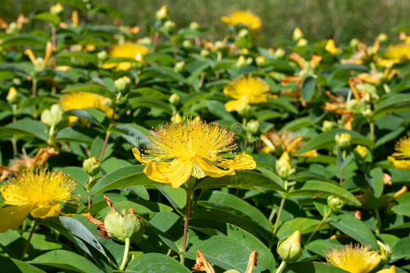 Rose of Sharon (hypericum Calycinum) Flower Stock Image - Image of ...
