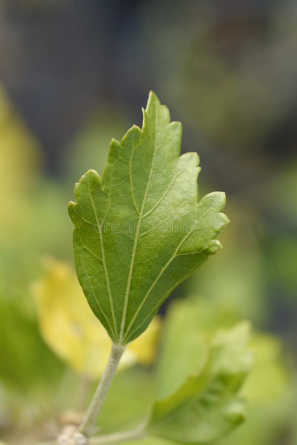Rose of Sharon stock image. Image of leaf, branch, plant - 259241545