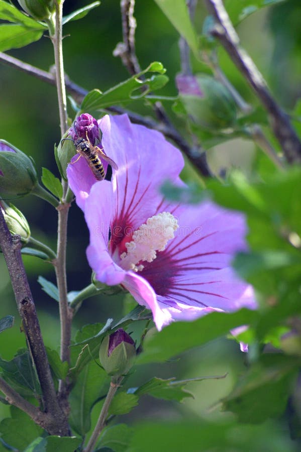 Rose of sharon stock image. Image of rose, beautiful - 138339505