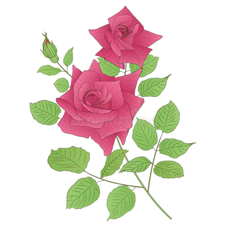 Rose sharp-02 stock vector. Illustration of colorful - 195753274