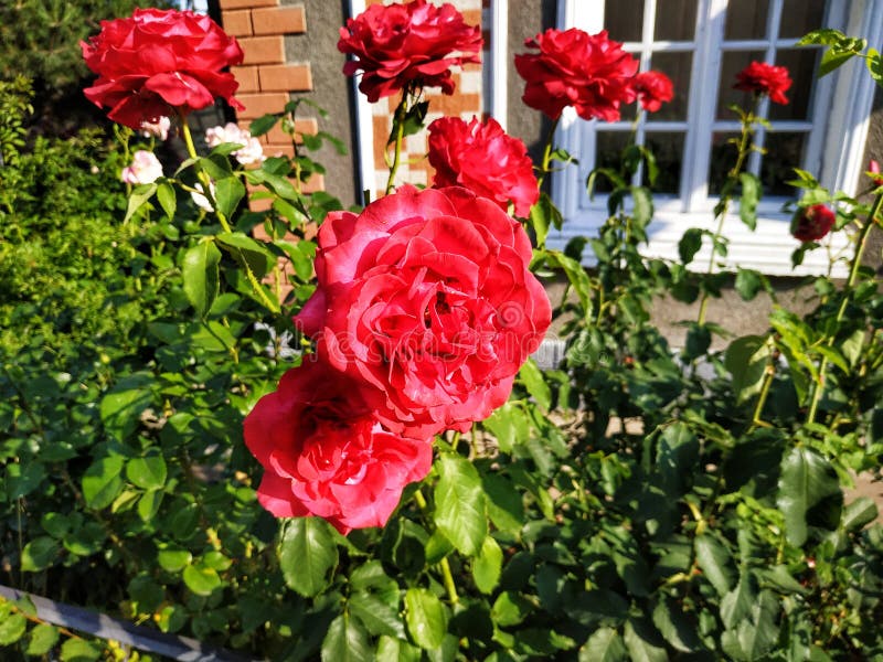 Rose with sharp petals stock image. Image of city, personal - 224963197