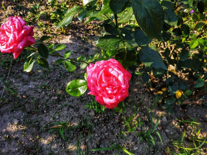 Rose with sharp petals stock image. Image of shrub, flower - 224963265