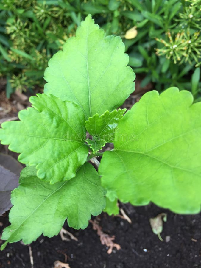 Rose of Sharron stock image. Image of plants, rose, seedings - 281831423