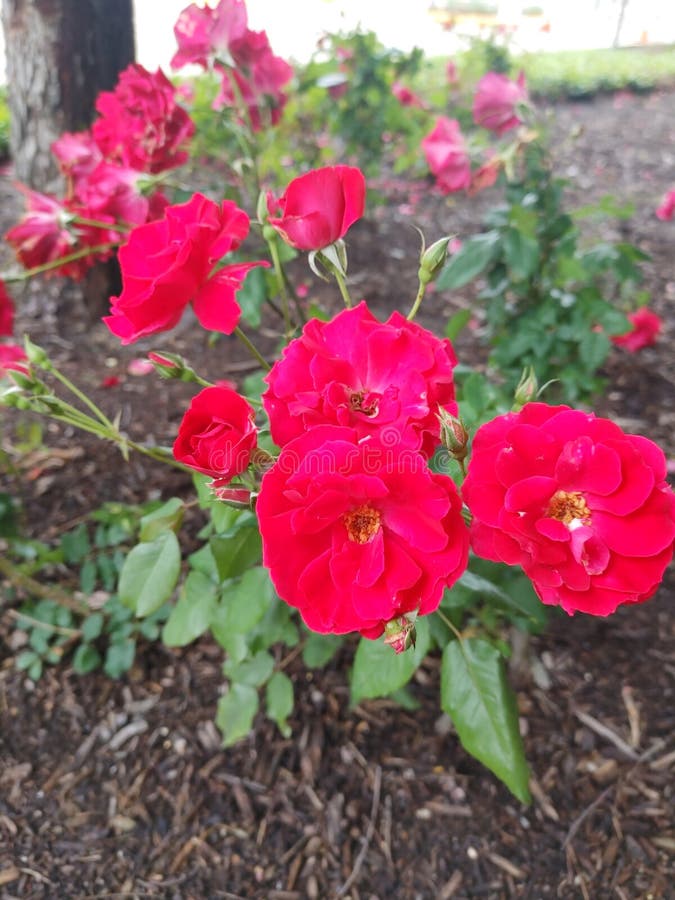 Rose of shell Houston stock photo. Image of roses, peony - 217505688