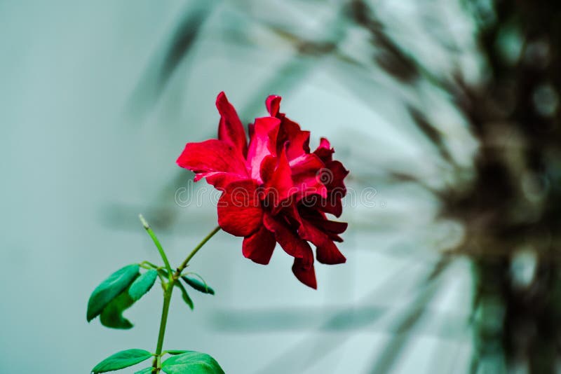 Shining Red Rose Point Petal Stock Image - Image of rose, point: 246840211