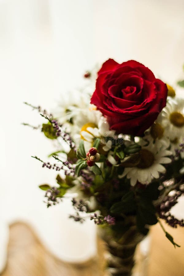 Rose stock image. Image of stil, stillleben, rose, flower - 76560381