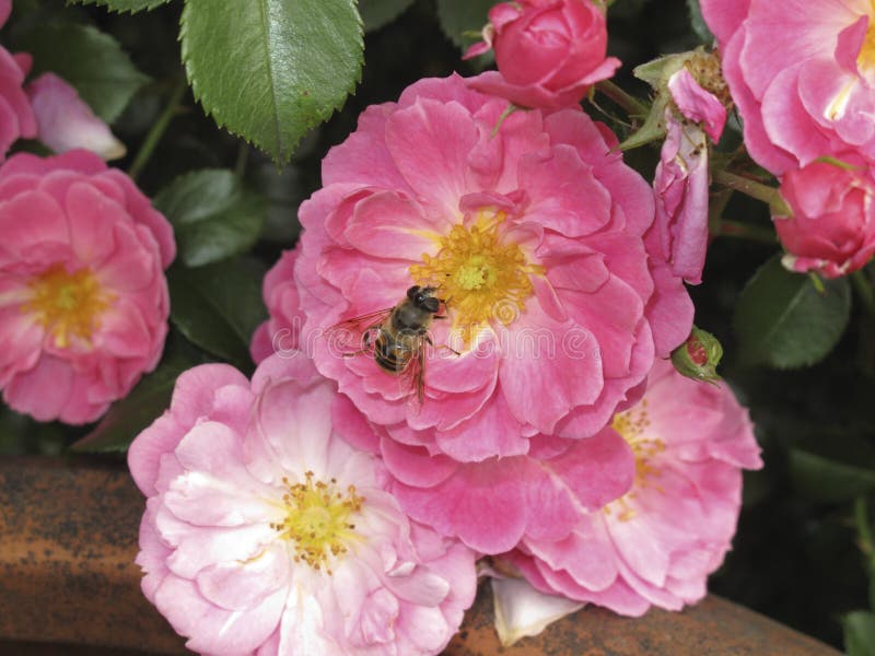 Rose Shrub in Bloom with Bee Stock Image - Image of flora, rose: 170135787