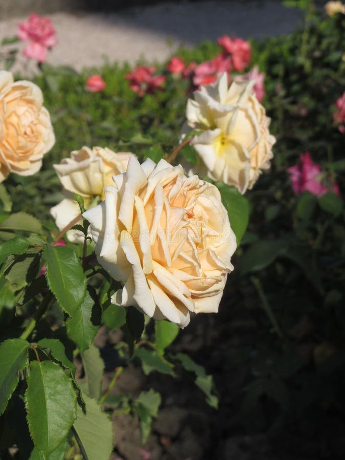 Blooming cream rose stock photo. Image of rose, garden - 362778184