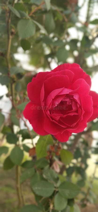 Rose sign of love stock photo. Image of love, sign, view - 166071124