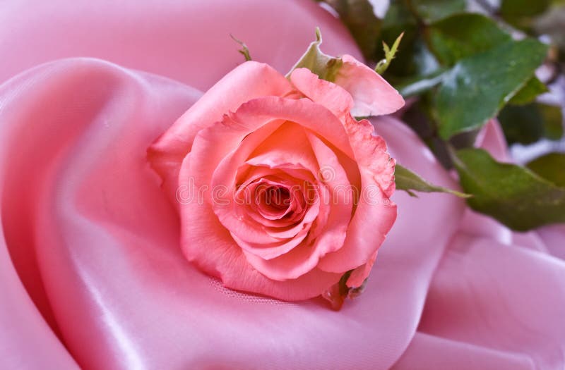 Rose on silk stock photo. Image of anniversary, flower - 43047276