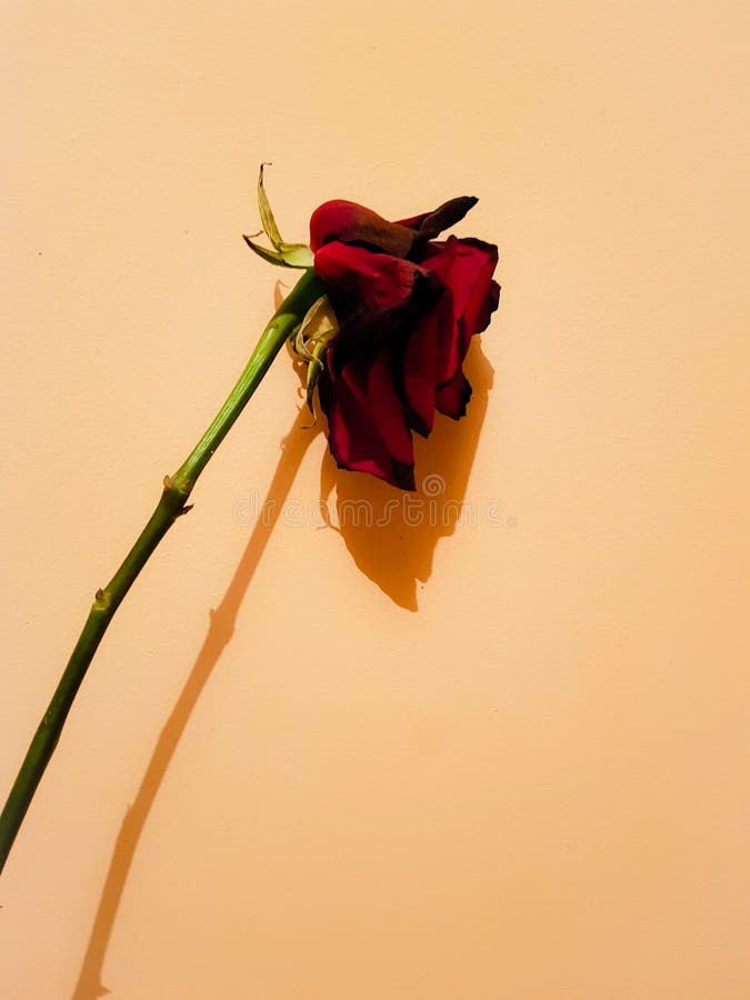 The Rose stock image. Image of flower, simple, rose - 108790475