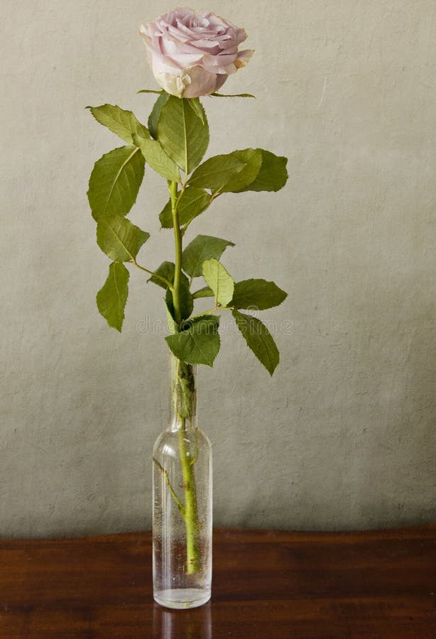 Rose Simple De Rose Dans Un Verre Photo stock - Image du grunge ...