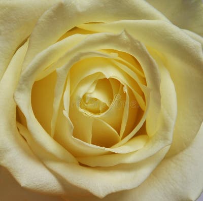 Rose Single Cream White Bloom Stock Image - Image of bright, color ...