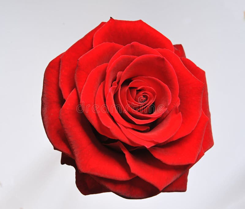 Rose single red bloom stock image. Image of fresh, bouquet - 12561793