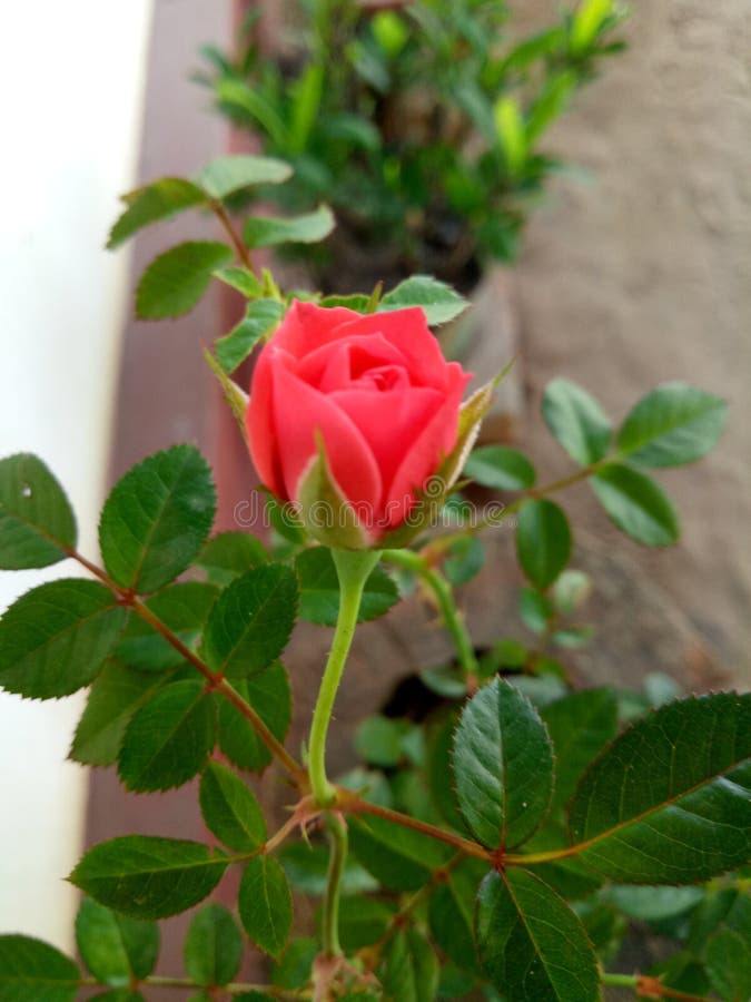 Rose stock image. Image of cute, small, single, rose - 115814191