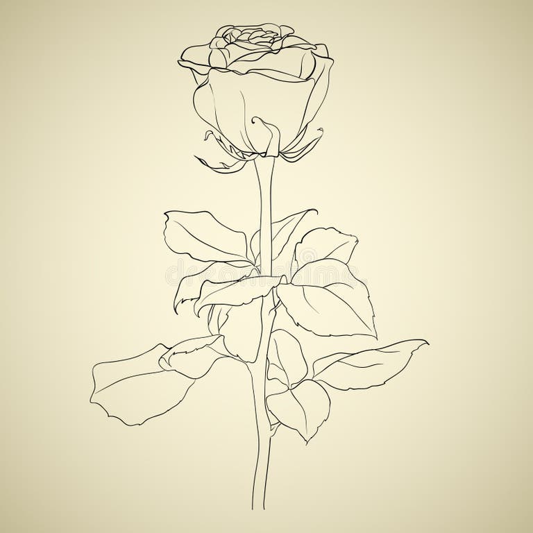 Rose Scribble Stock Illustrations – 2,556 Rose Scribble Stock ...