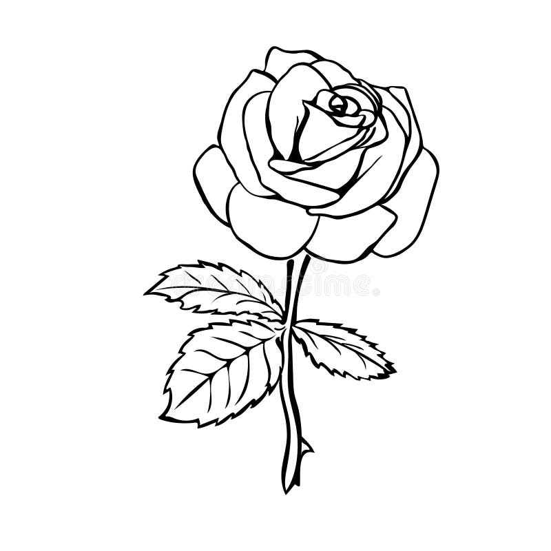 Gulab Flower Picture