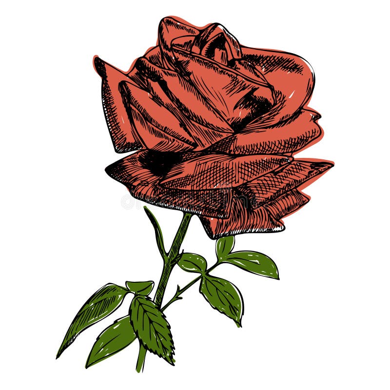 Rose Sketch. Flower Vector Hand Drawn Illustration. Botanical ...