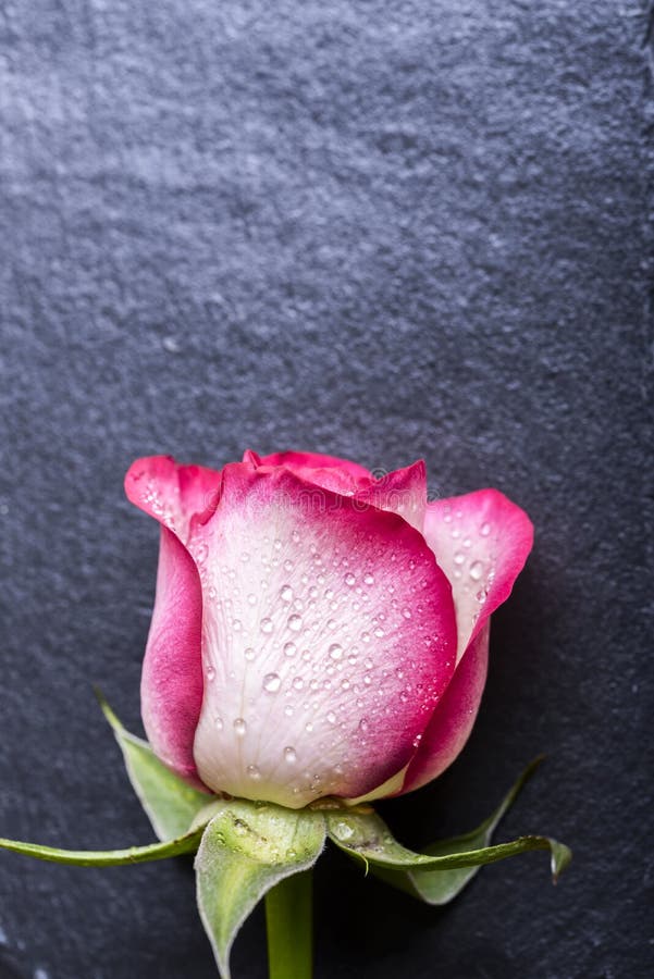 Rose on slate stock photo. Image of romantic, celebration - 69679948