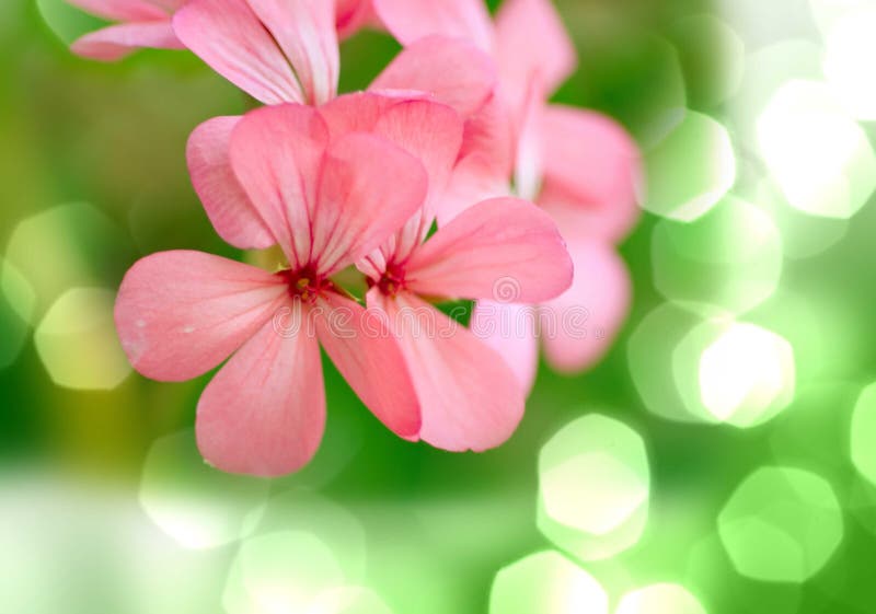 Rose small flowers stock image. Image of lawn, foliage - 11027737