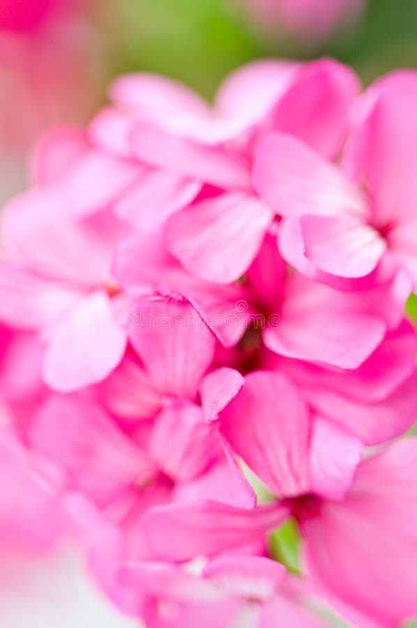 Rose small flowers stock image. Image of foliage, meadow - 9412343