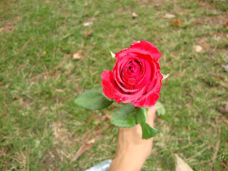 Rose stock photo. Image of romantic, petal, beautiful - 81693654