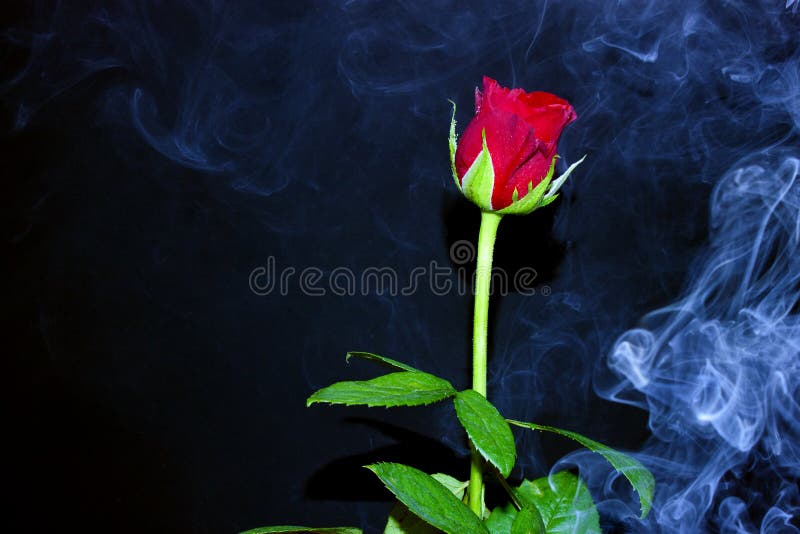 Rose and Smoke on Black Background Stock Image - Image of roses ...