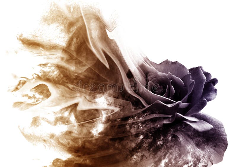 The rose from the smoke stock photo. Image of beautiful - 95960646