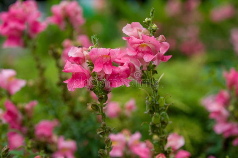 Rose snapdragon stock photo. Image of flower, snapdragons - 236522690