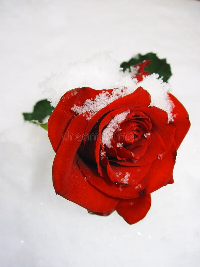 Rose in snow stock photo. Image of flower, garden, winter - 13055744