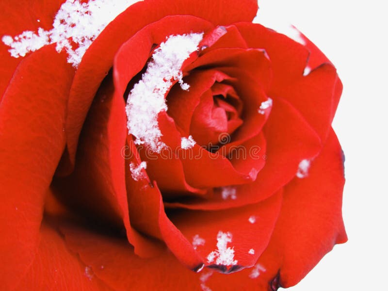 Rose in snow stock image. Image of season, rose, flower - 13055777