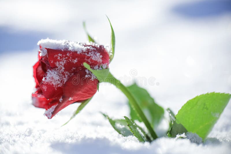 Rose in the snow stock photo. Image of flower, rose - 174037632