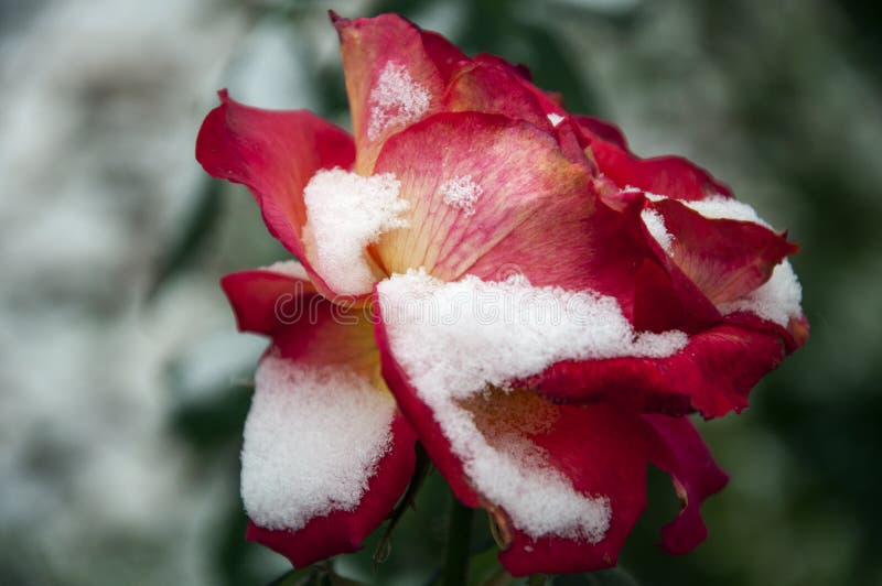 Rose in the snow stock photo. Image of shrub, orchid - 204290980