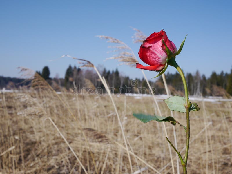 Rose in snow in spring stock image. Image of plant, rose - 264191509