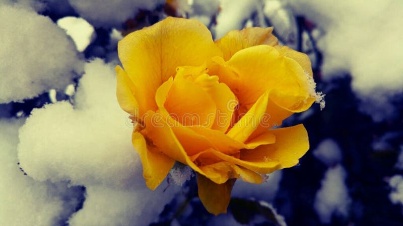 Rose in snow stock photo. Image of flowers, garden, rose - 80699210