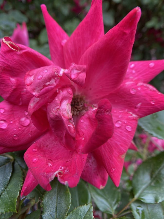 Miracle on the Hudson Rose stock photo. Image of soars - 248727894