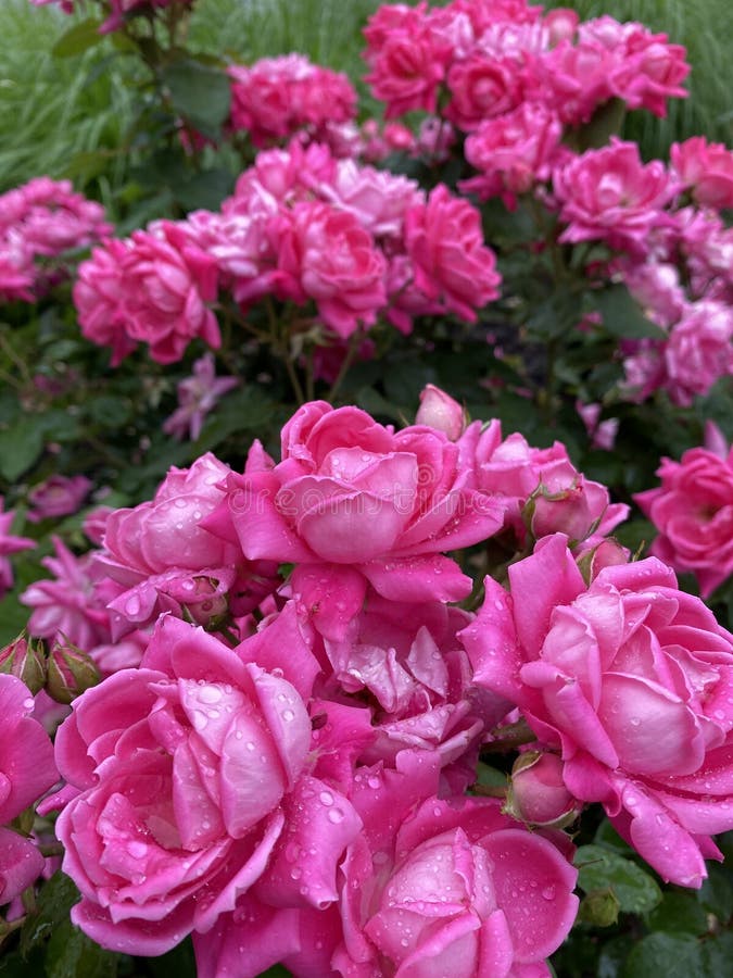 Miracle on the Hudson Rose stock photo. Image of great - 249344534