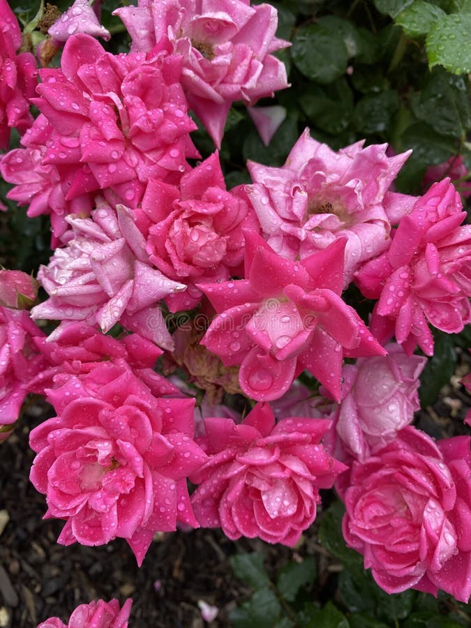 Miracle on the Hudson Rose stock photo. Image of bright - 249344552