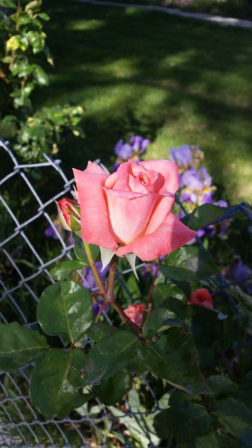 Rose stock image. Image of love, little, baby, nature - 71923647