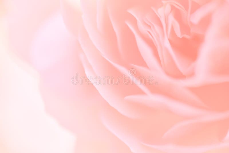 Rose in Soft Color and Blur Style Stock Photo - Image of card, style ...