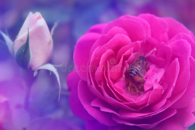 Rose in Soft Color Style for Abstract Background. Stock Photo - Image ...