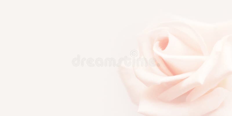 Softness Pink Rose Background. Space for Text Writing. Stock Photo ...